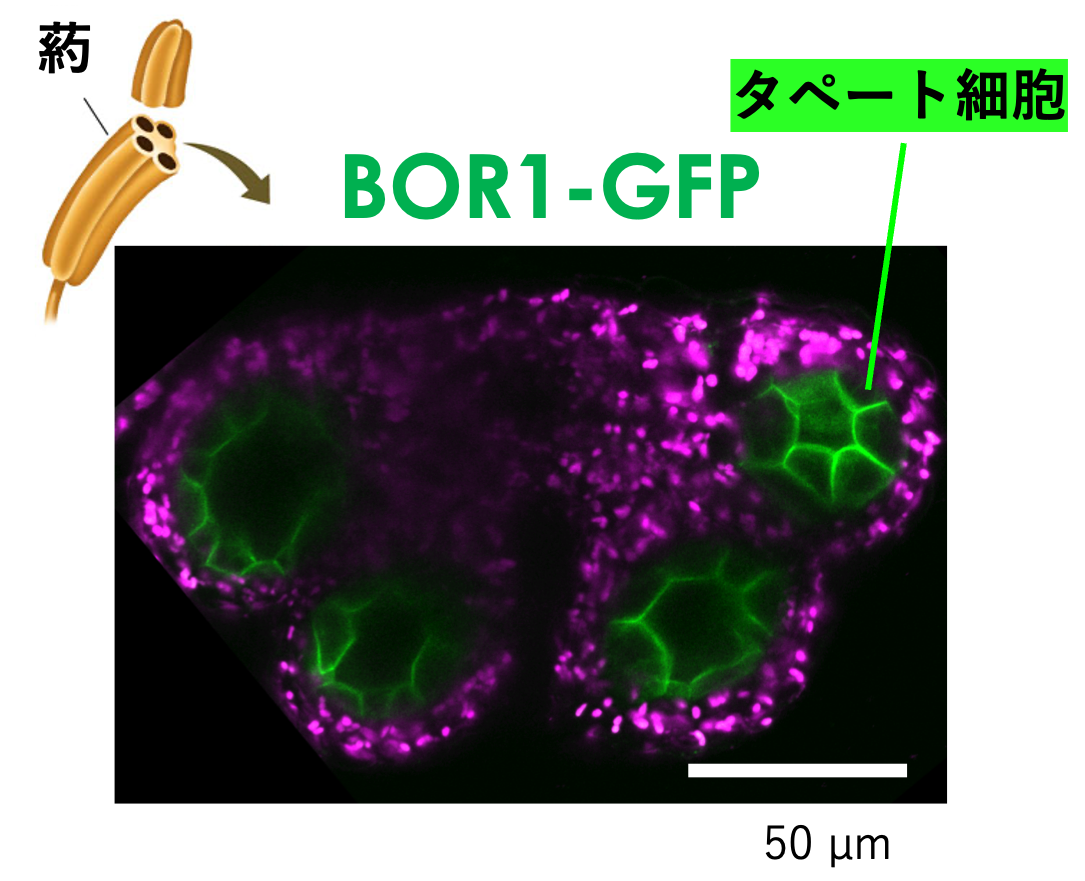 ホウ酸トランスポーターBOR1の花粉形成における役割を明らかにした論文が掲載されました (室、高野）｜植物栄養学研究グループ｜大阪公立大学
