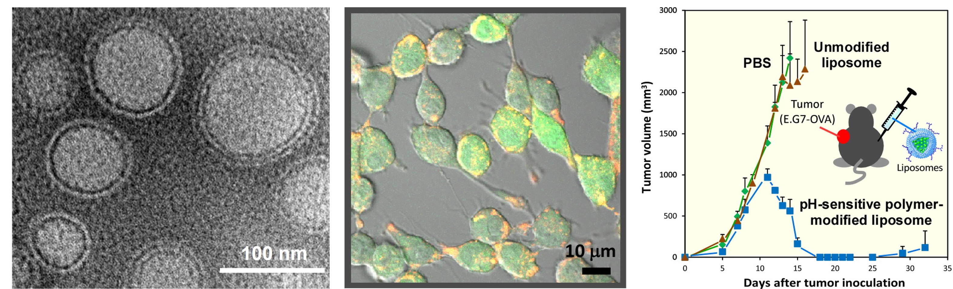 Immunoengineering Lab. (Yuba Lab.) | Osaka Metropolitan University